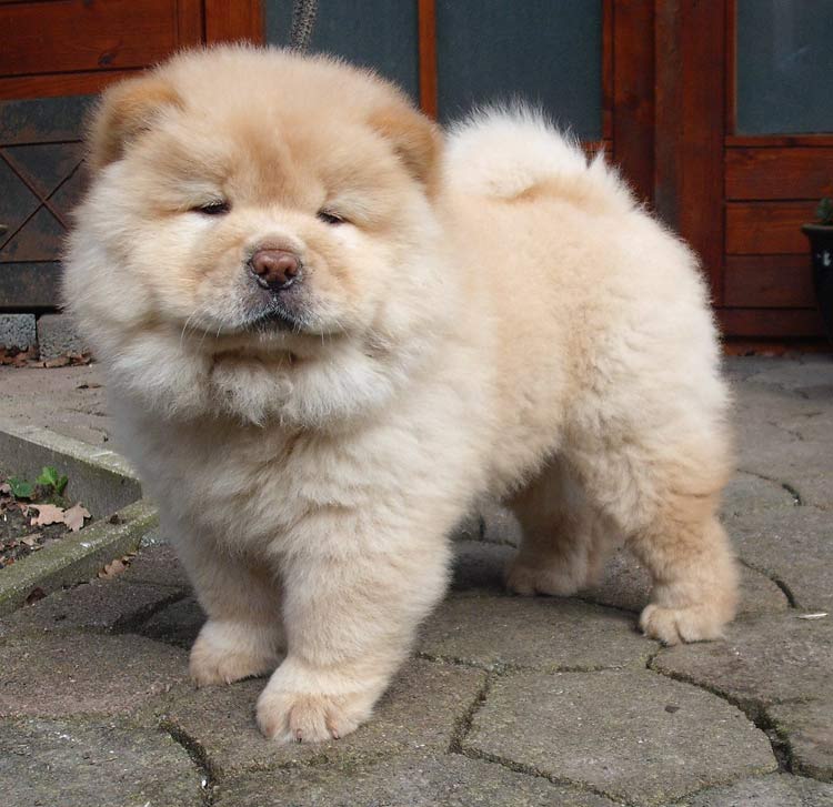 Chow Chow's van Taiynan