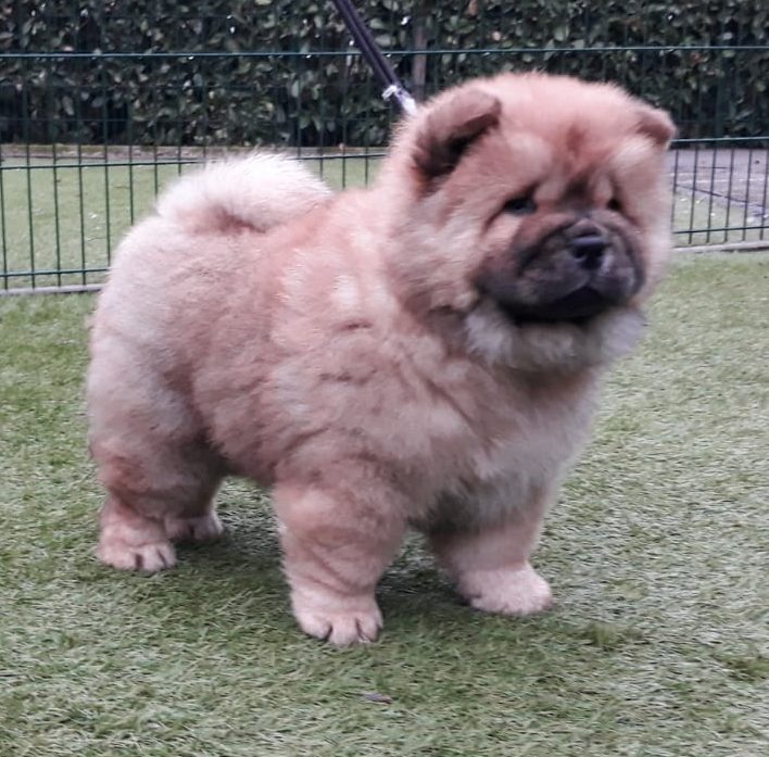 Chow Chow's van Taiynan